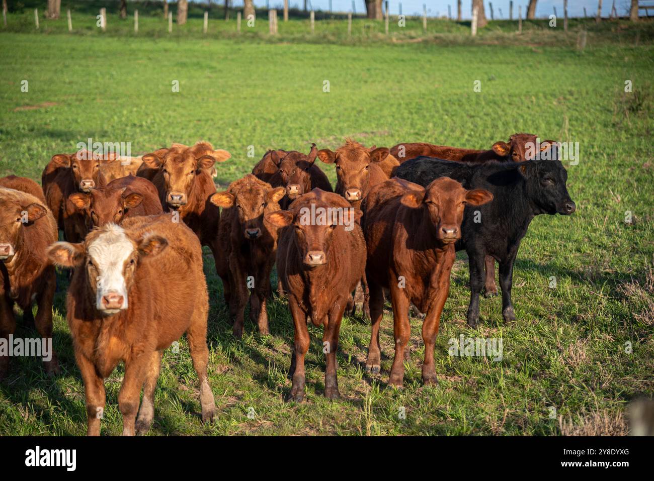 Farm animals of the "devon" breed Stock Photo - Alamy