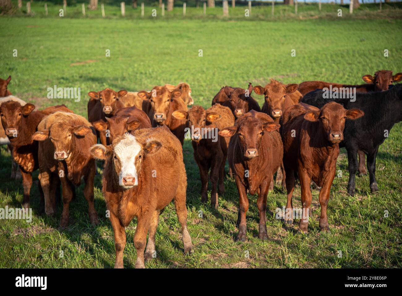 Farm animals of the "devon" breed Stock Photo - Alamy