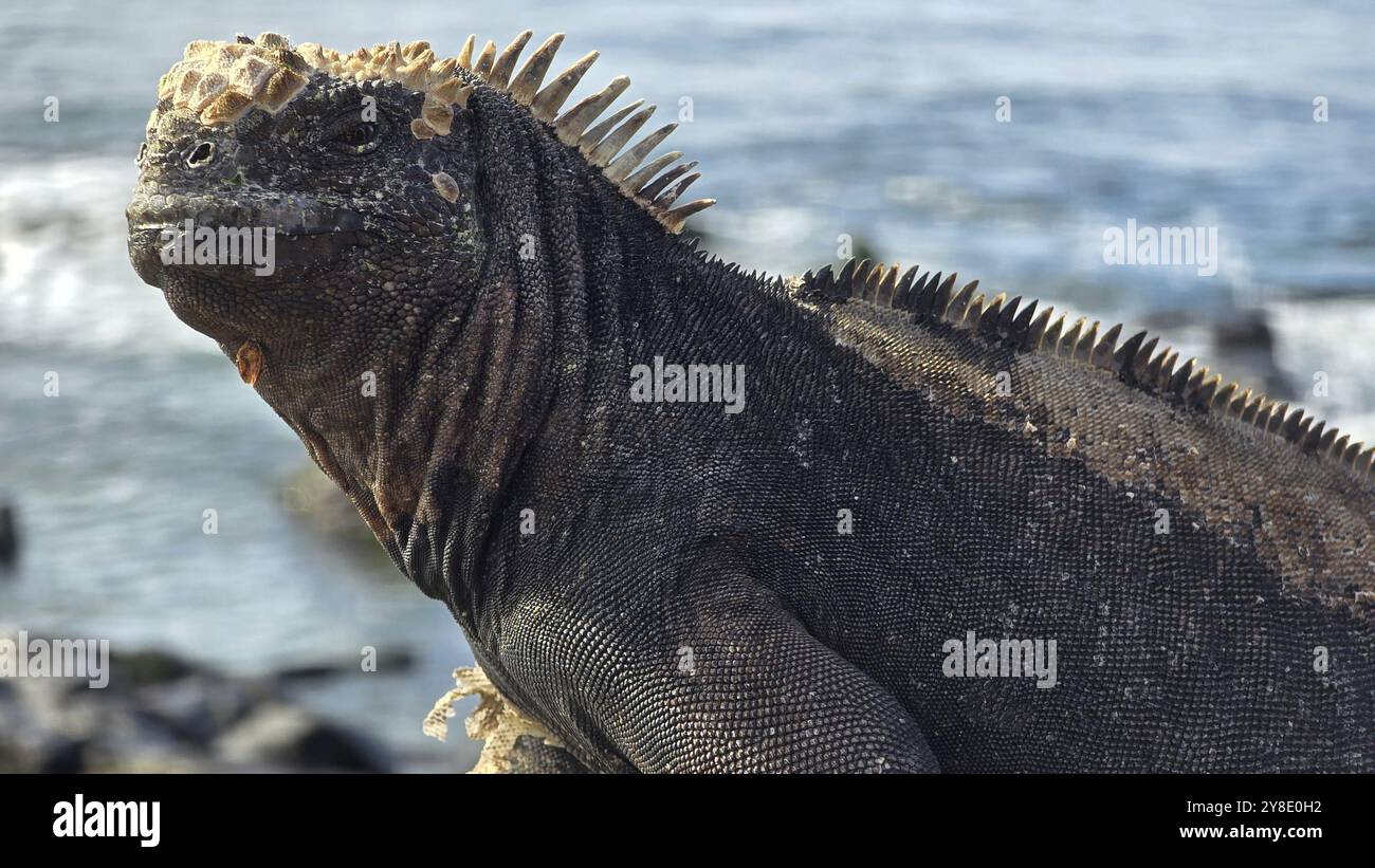 Marine lizard (Amblyrhynchus scalloped ribbonfish), Galapagos Islands ...