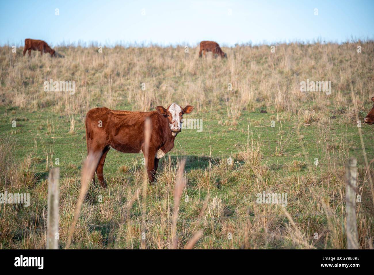 Farm animals of the "devon" breed Stock Photo - Alamy
