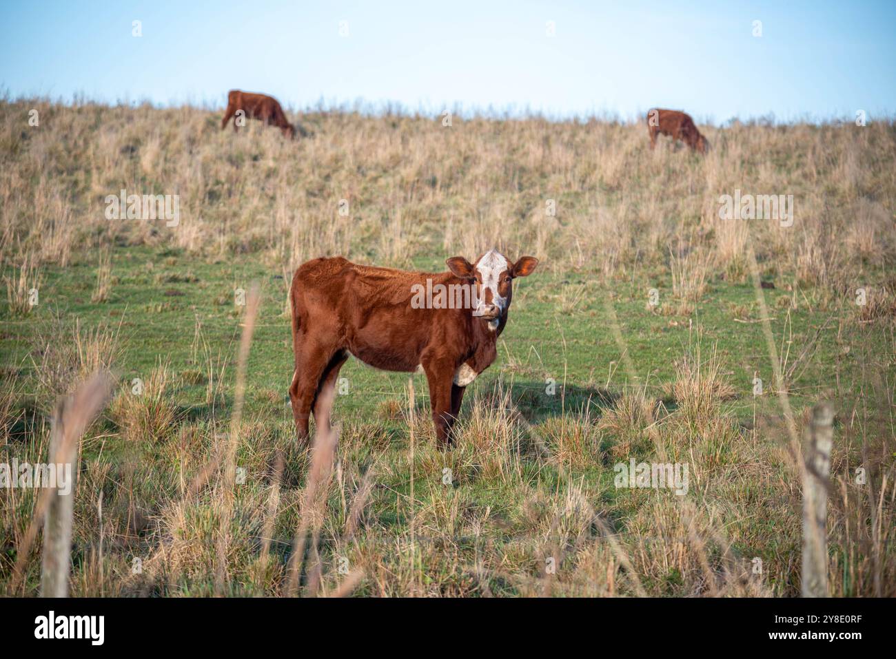 Farm animals of the "devon" breed Stock Photo - Alamy