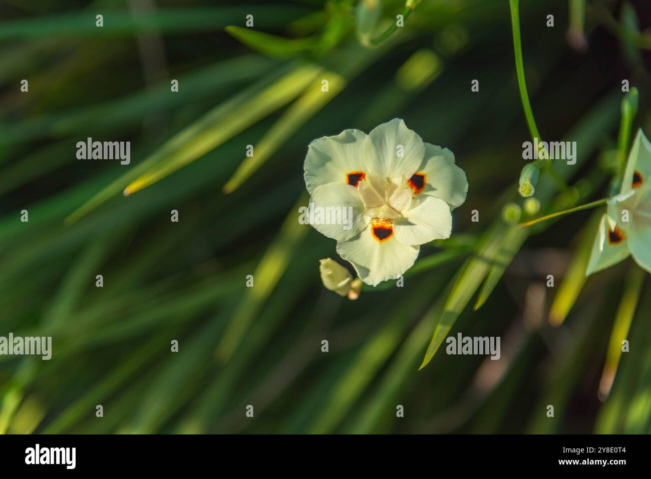 Flowers of the pampa biome in southern Brazil Stock Photo - Alamy