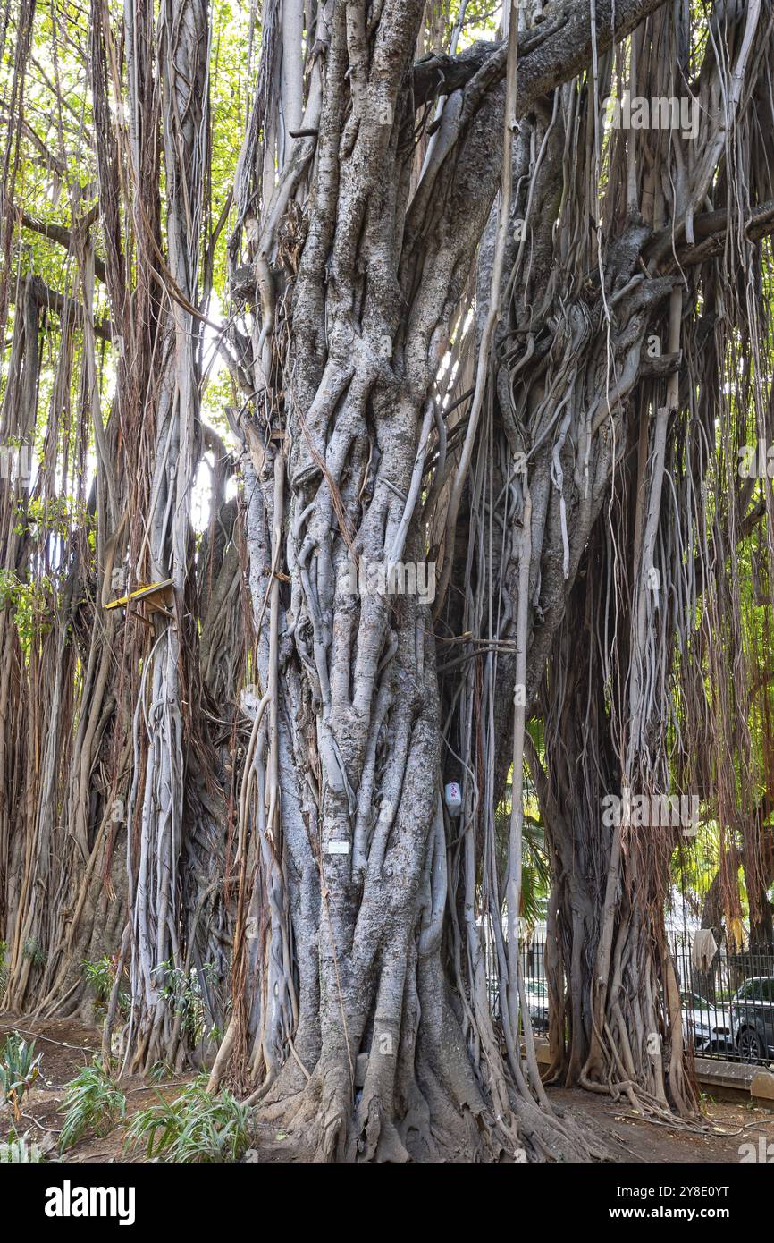 Park, garden, Les Jardin de la Compagnie, giant Bayan trees, Banyan ...