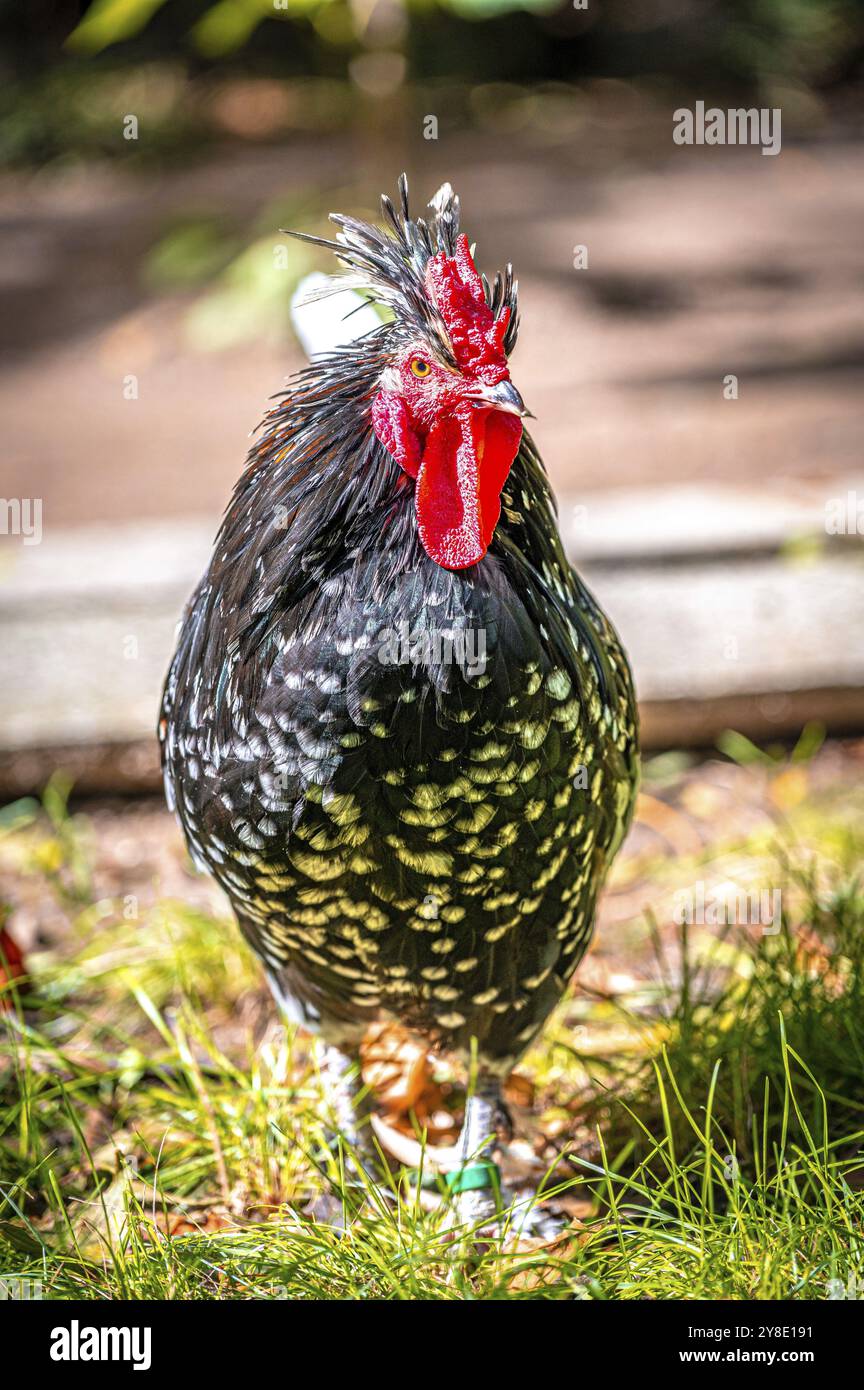 Ancona chicken hi-res stock photography and images - Alamy