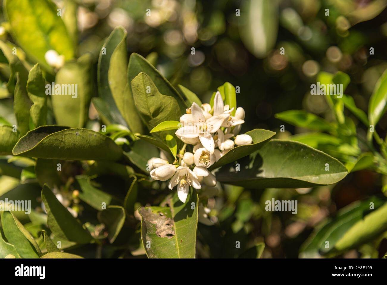 Orange tree flowers (Citrus × sinensis) in the process of pollination Stock Photo - Alamy