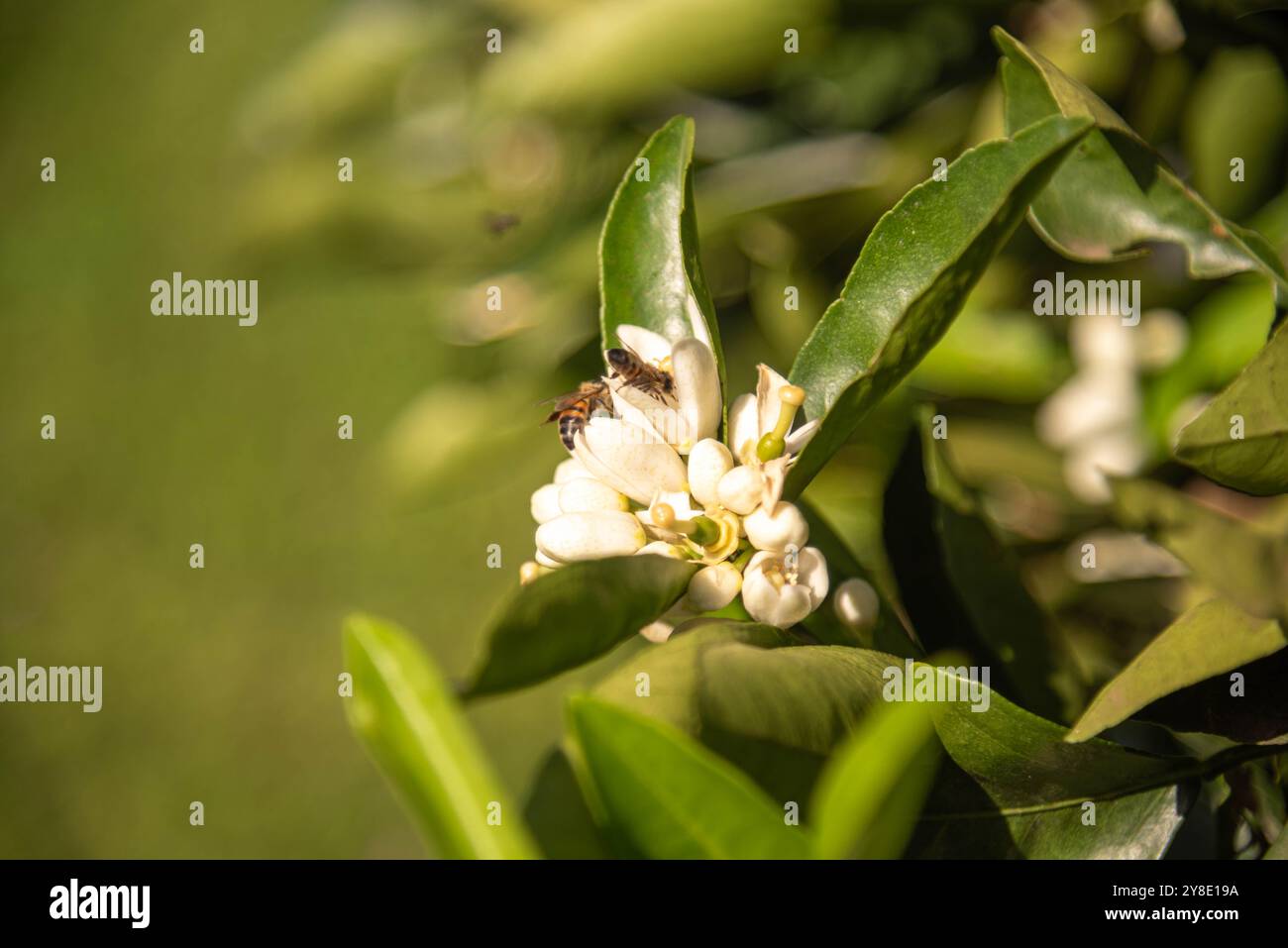 Orange tree flowers (Citrus × sinensis) in the process of pollination ...