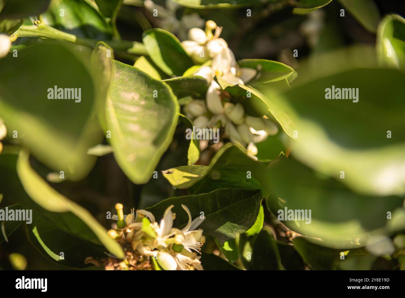 Orange tree flowers (Citrus × sinensis) in the process of pollination ...