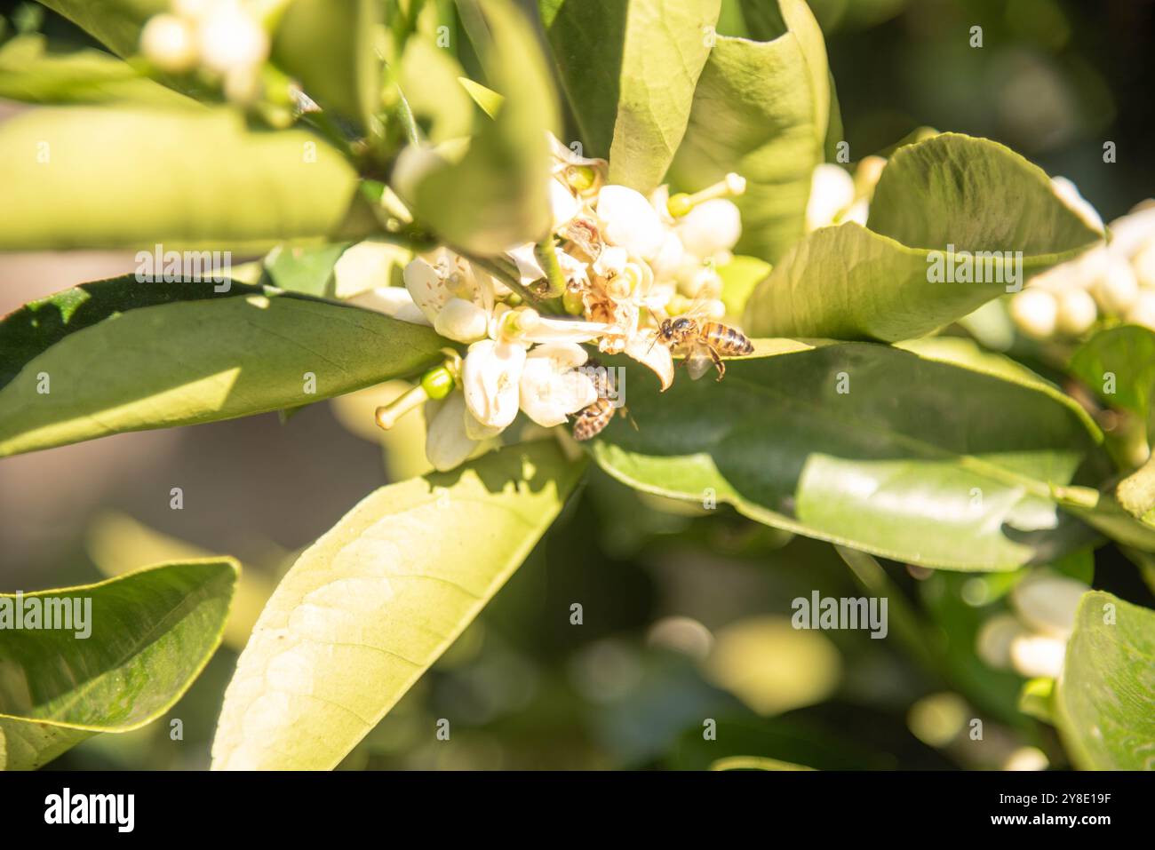 Orange tree flowers (Citrus × sinensis) in the process of pollination ...