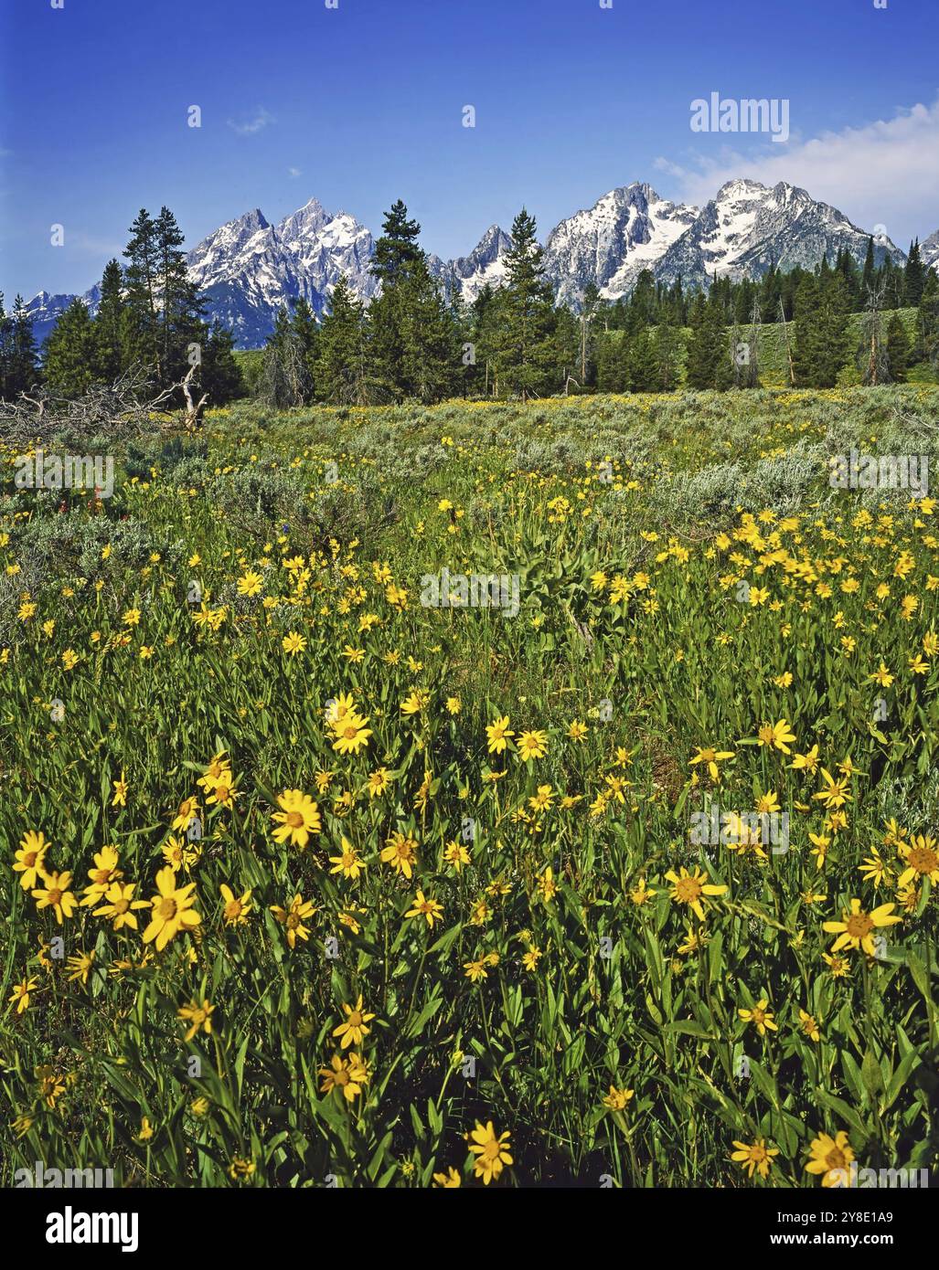 Field in grand teton hi-res stock photography and images - Alamy