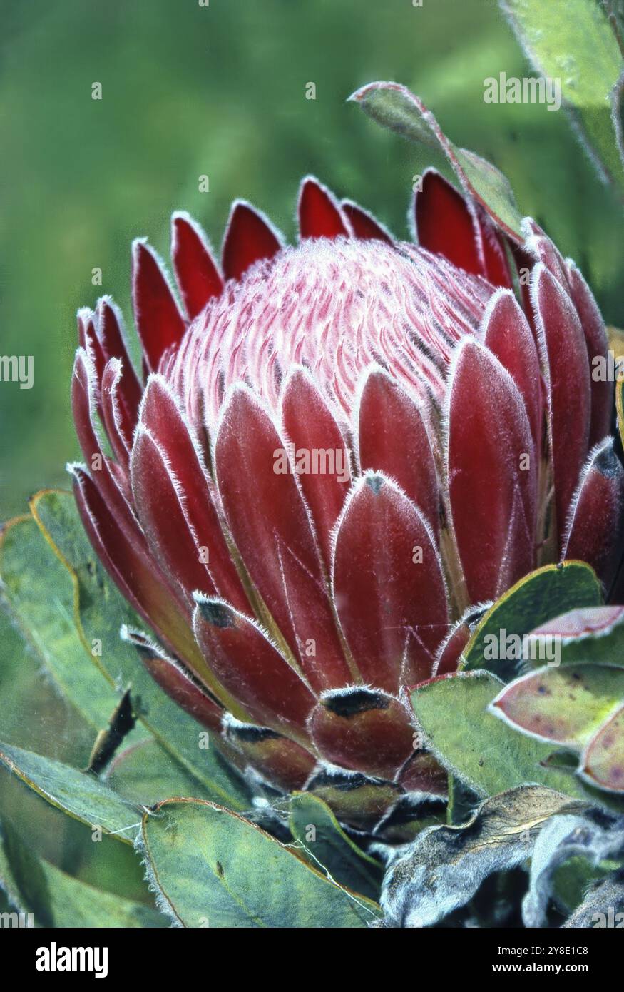 Protea sugarbush proteaceae hi-res stock photography and images - Alamy