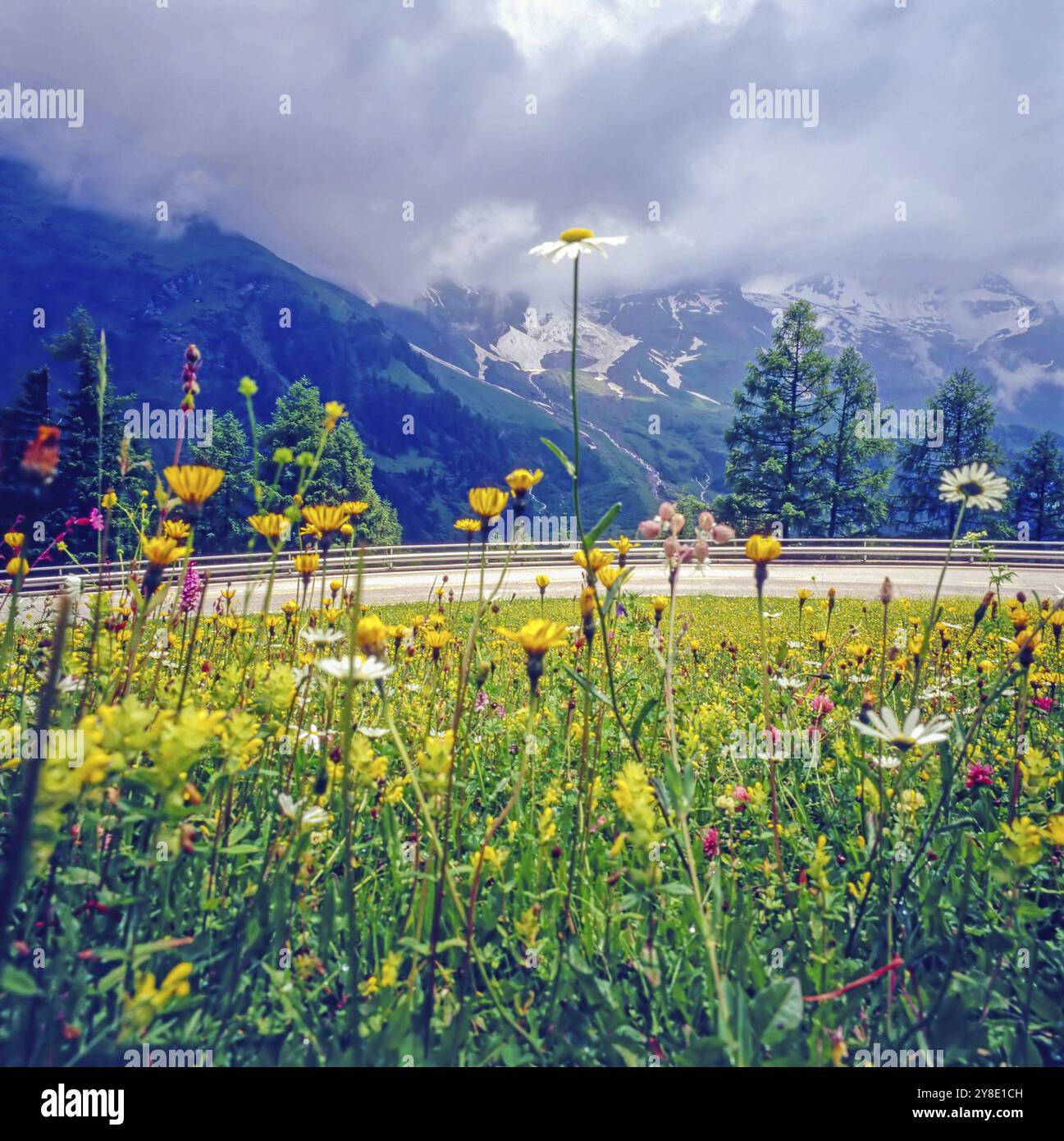 Road in Austrian Alps with flower field Stock Photo - Alamy