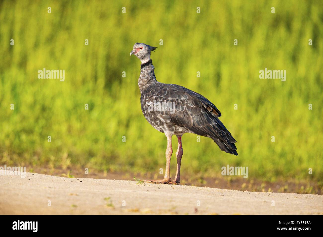 Collared Weirbird (Chauna torquata) Pantanal Brazil Stock Photo - Alamy