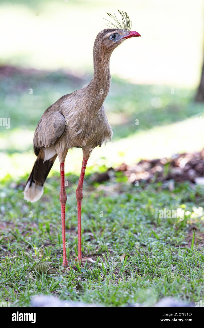 Red-footed seriema (Cariama cristata) Pantanal Brazil Stock Photo - Alamy
