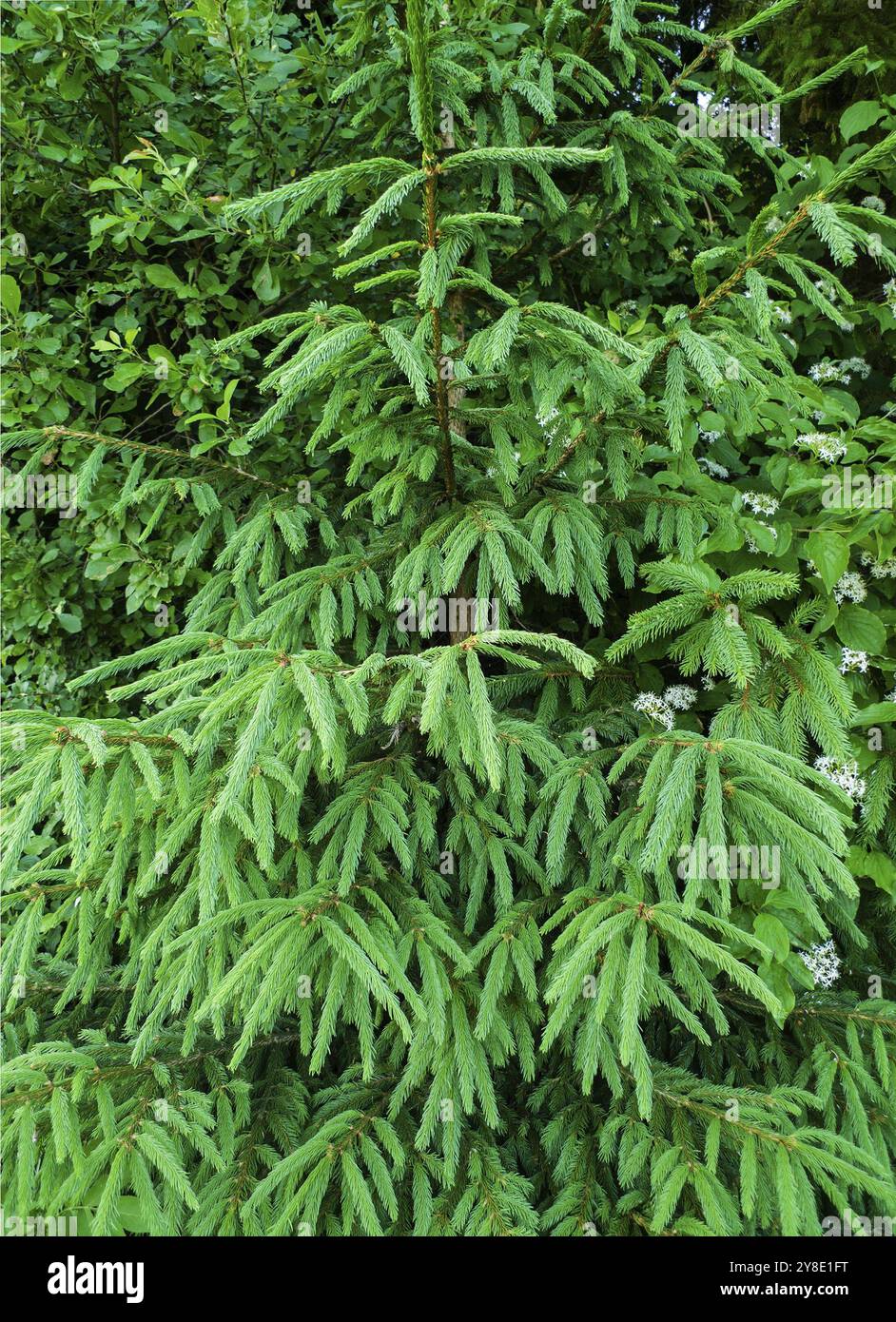 Young Fir Tree in Forest Stock Photo - Alamy
