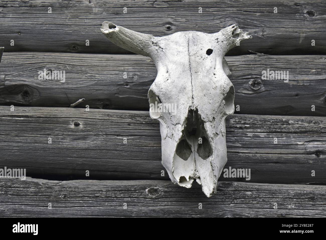 Aged cow skull on wall Stock Photo - Alamy