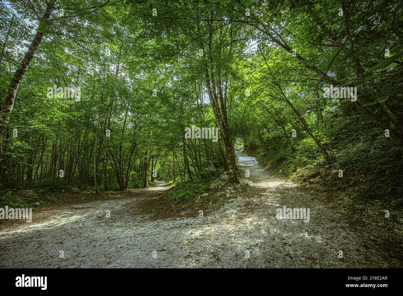 Path divided into branches in a green forest with sunlight shining ...