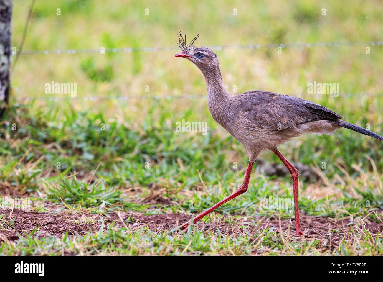 Red-footed seriema (Cariama cristata) Pantanal Brazil Stock Photo - Alamy