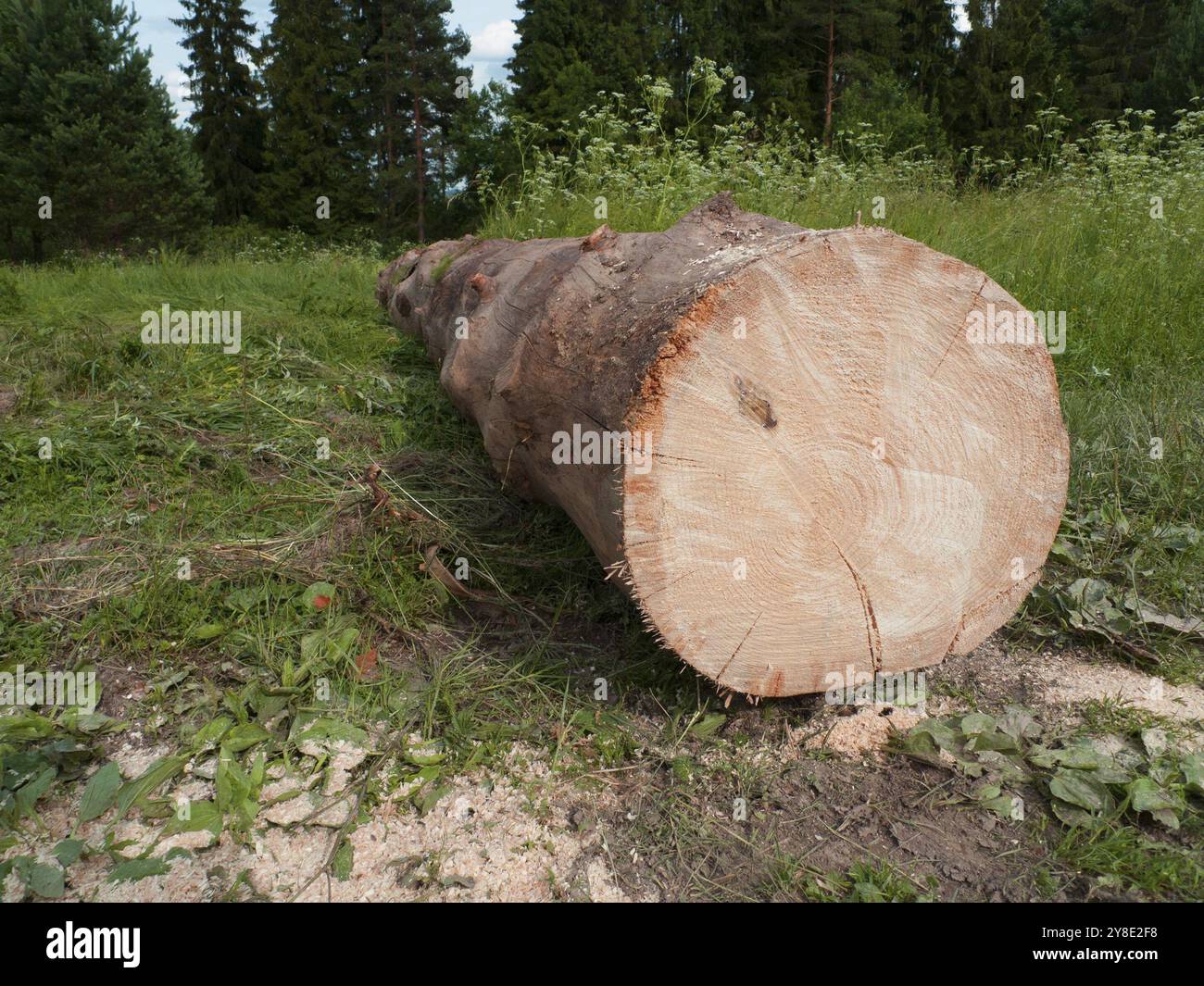 Lumber on field forest hi-res stock photography and images - Alamy