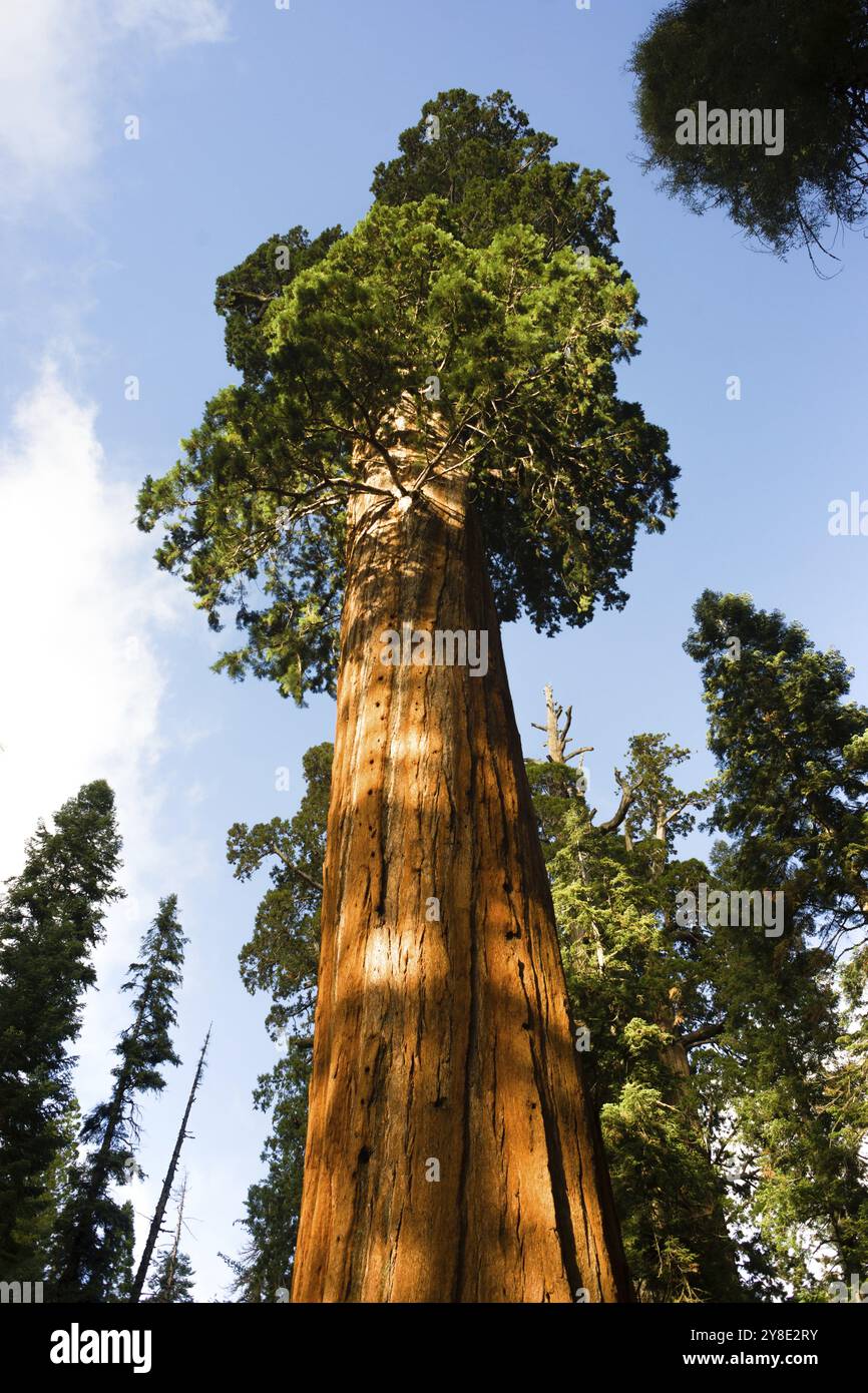 Giant Ancient Sequoia Tree Kings Canyon National Park Stock Photo - Alamy