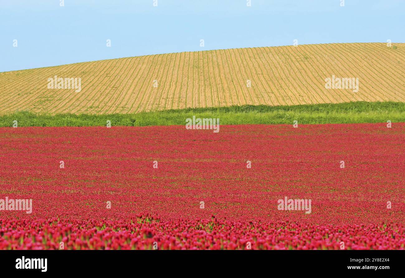 Red clover field Stock Photo - Alamy
