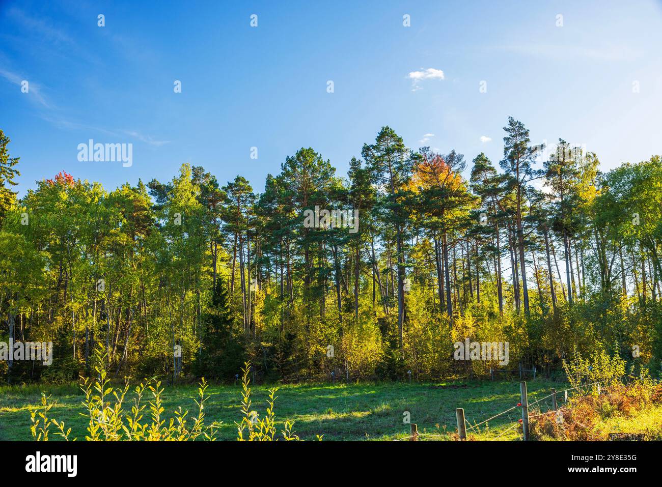Vibrant autumn trees in forest with tall pines and birch under clear ...