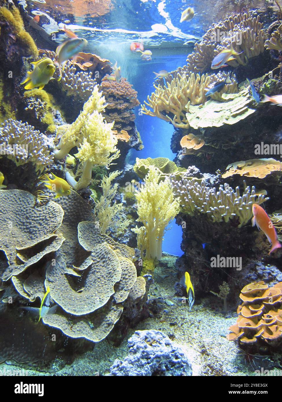 Empty aquarium hi-res stock photography and images - Alamy
