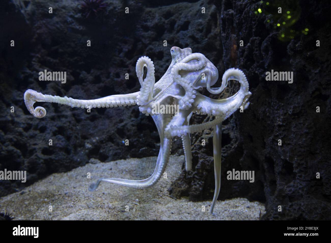 Octopus, octopus, (Octopus cyanea), aquarium, Odysseo Oceanarium ...