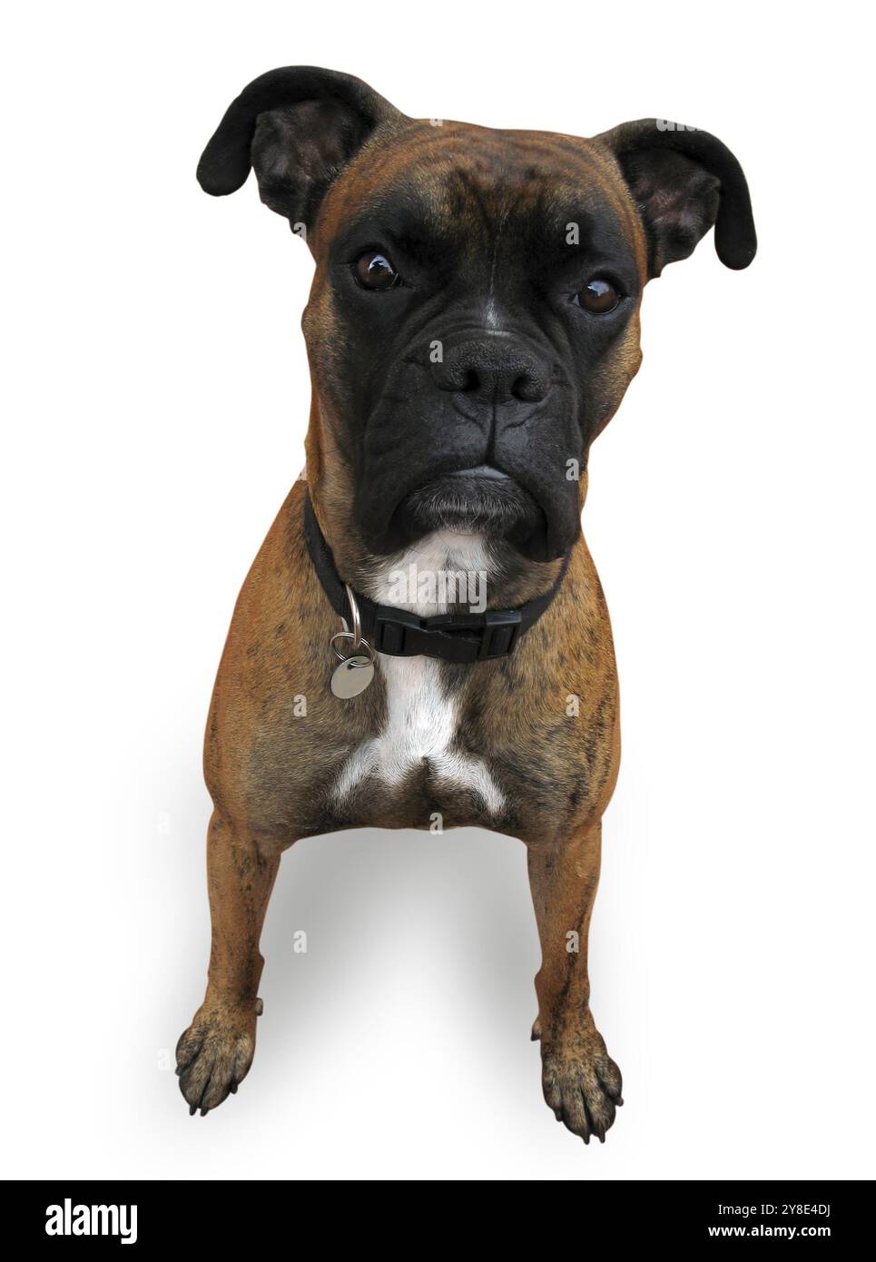 Boxer dog aggressive hi-res stock photography and images - Alamy