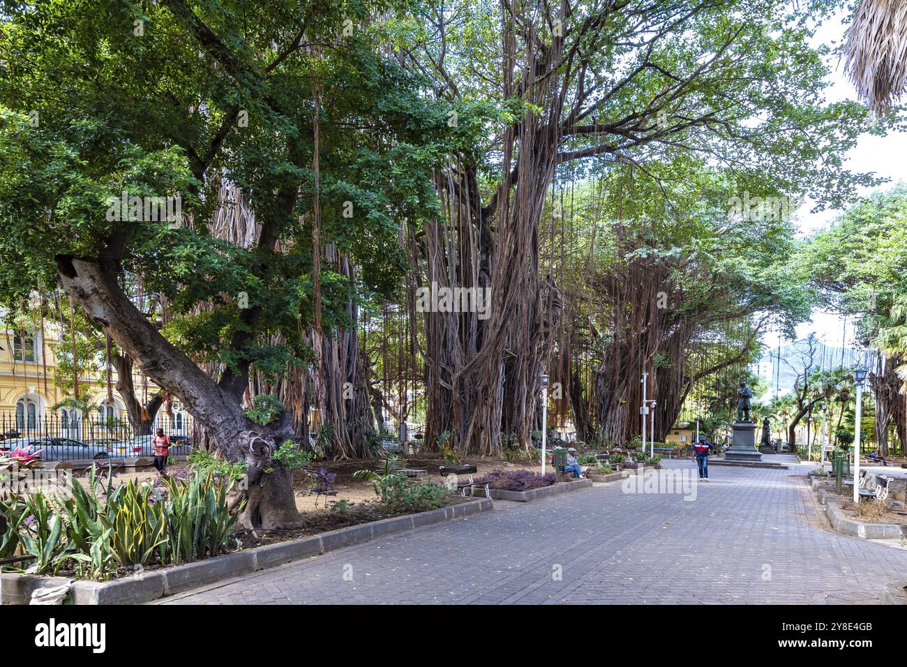 Park, garden, Les Jardin de la Compagnie, giant Bayan trees, Banyan ...