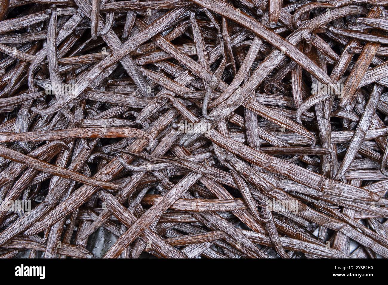 Vanilla (vanilla) fermented pods, Indian Ocean, island, Mauritius ...
