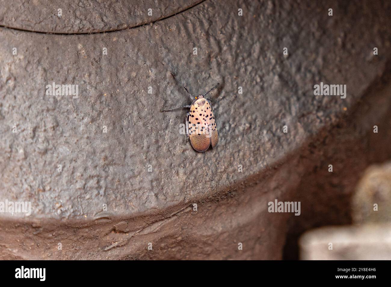 Introduced moth species hi-res stock photography and images - Alamy