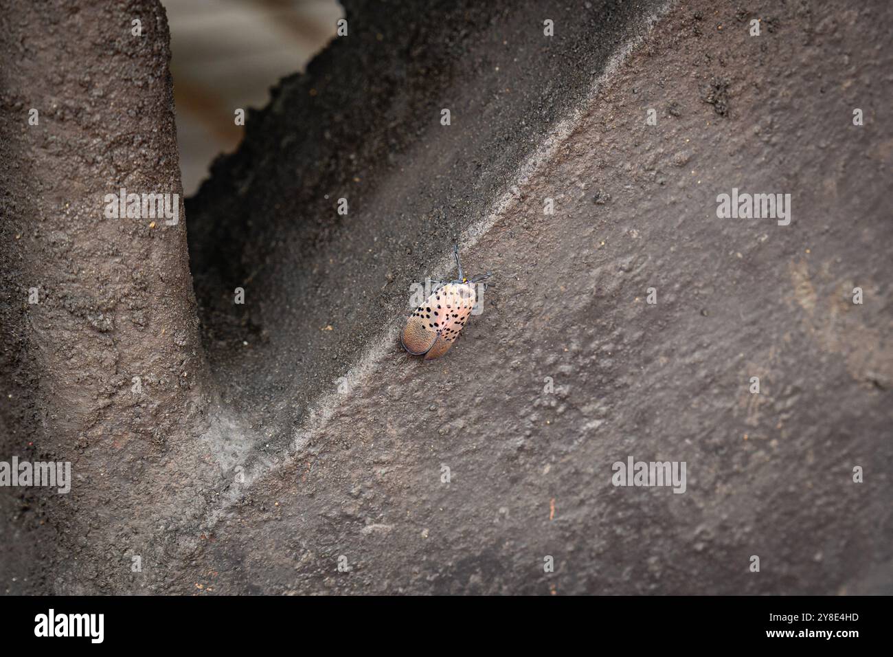 Destruction of invasive species hi-res stock photography and images - Alamy