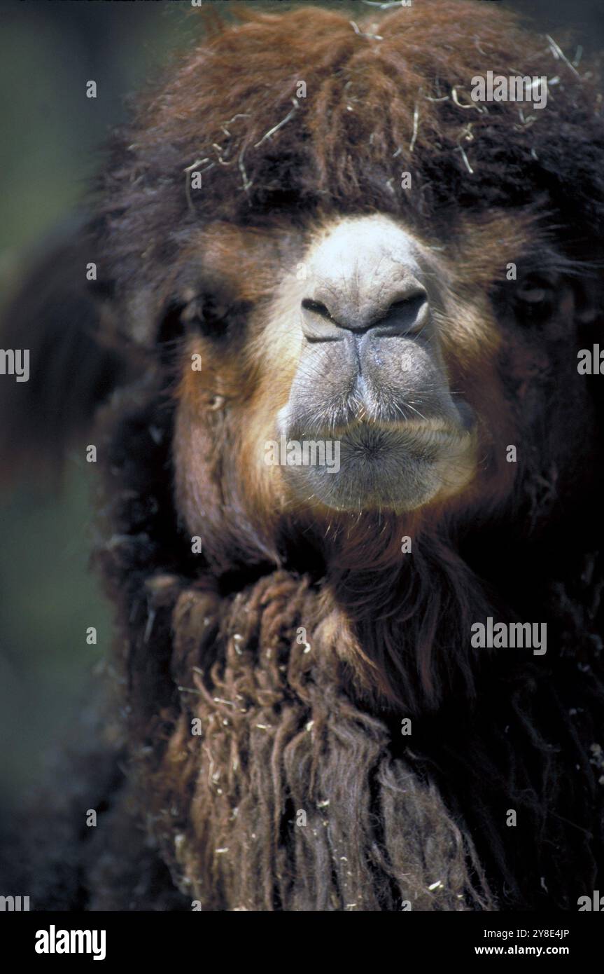 Camelid mammals hi-res stock photography and images - Alamy