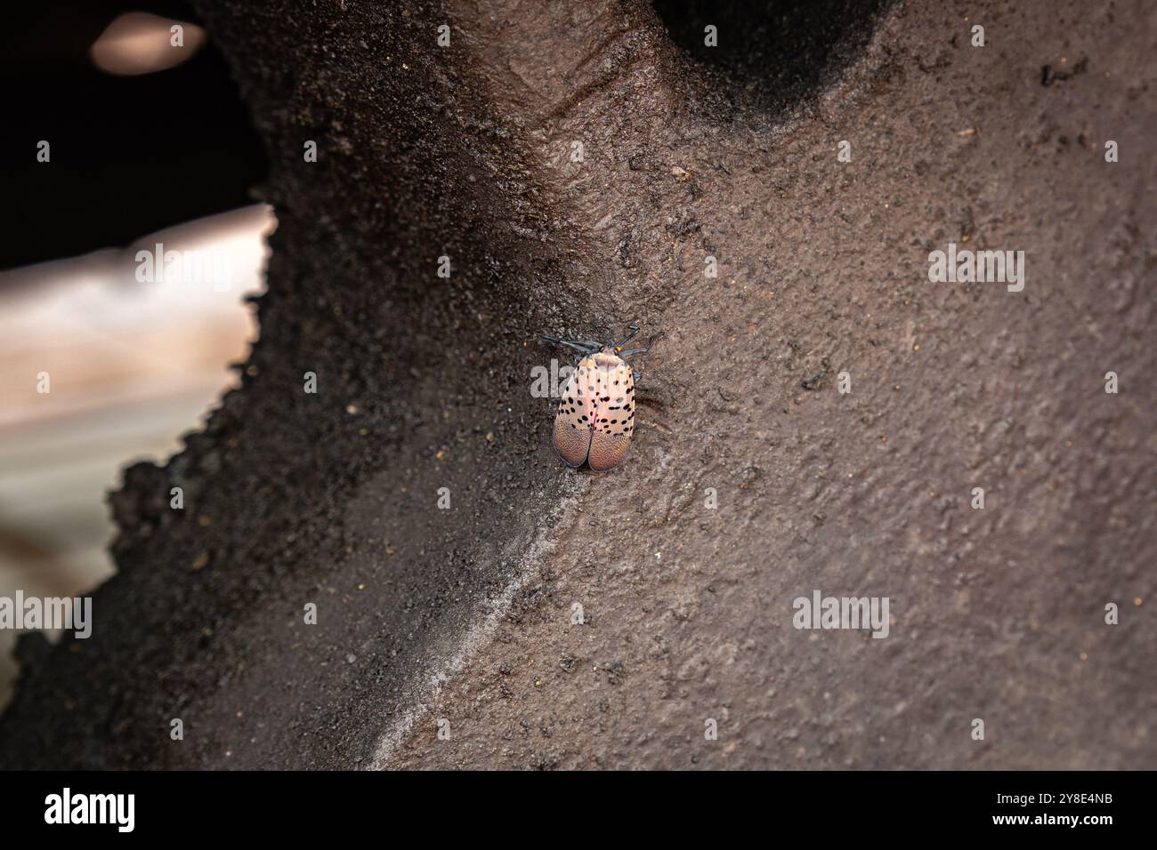 Close-up view of small spotted lantern fly - an invasive species Stock ...