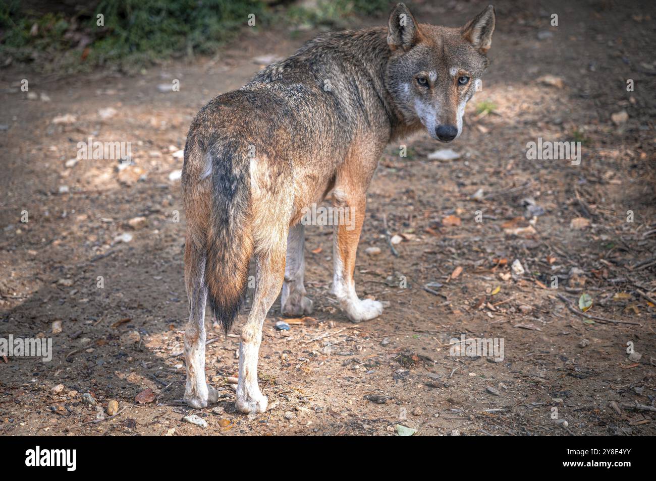 Gray wolf looking back hi-res stock photography and images - Alamy