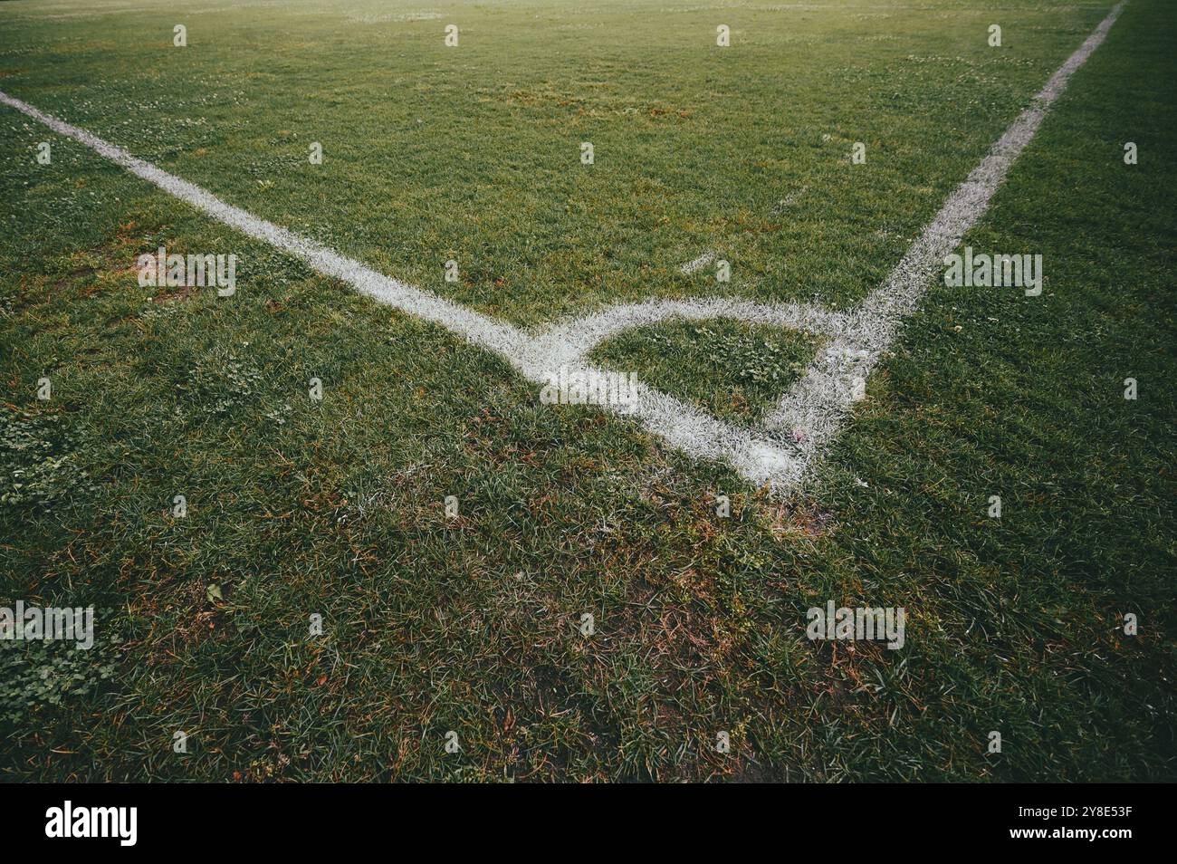 Lawn of a football pitch with marking lines, empty atmosphere, corner ...