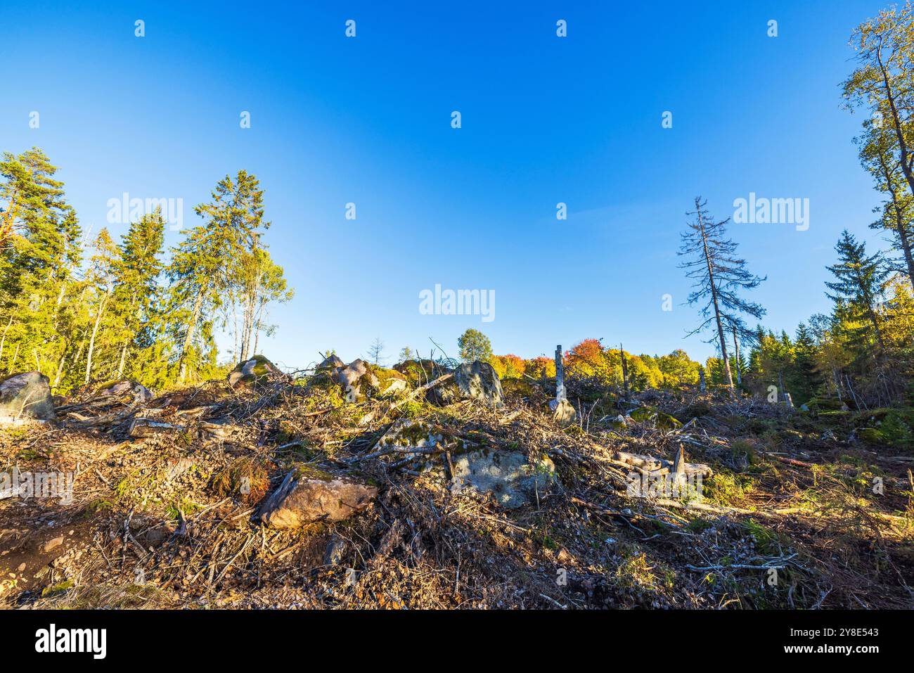 Clear-cut forest area with fallen trees, stumps, and rocks under blue ...