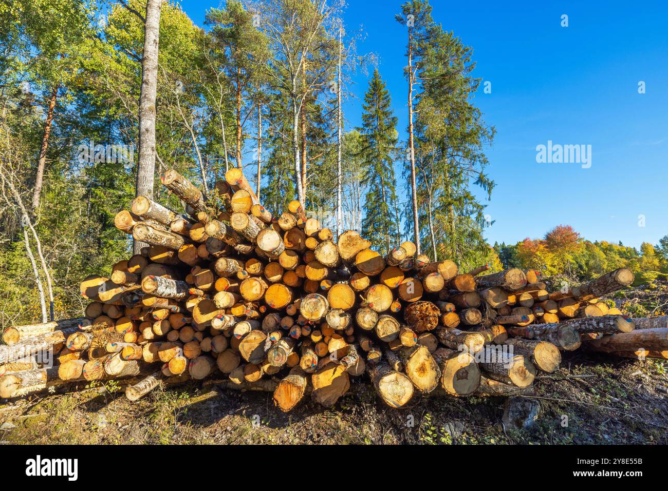 Close-up view of stacked cut logs from deforestation, with forest ...