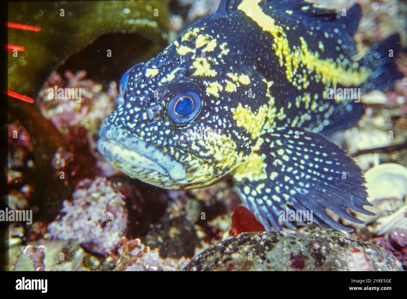 Underwater Scuba Diving Photography in the Ocean as we look at an Rock ...