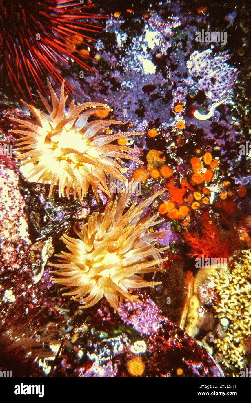 Underwater Scuba Diving Photography in the Ocean as we look at Sea ...