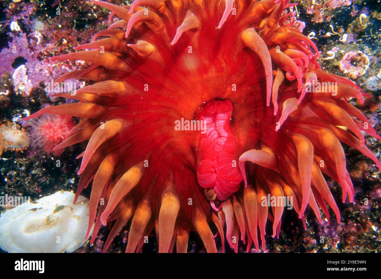 Underwater Scuba Diving Photography in the Ocean as we look at Sea ...