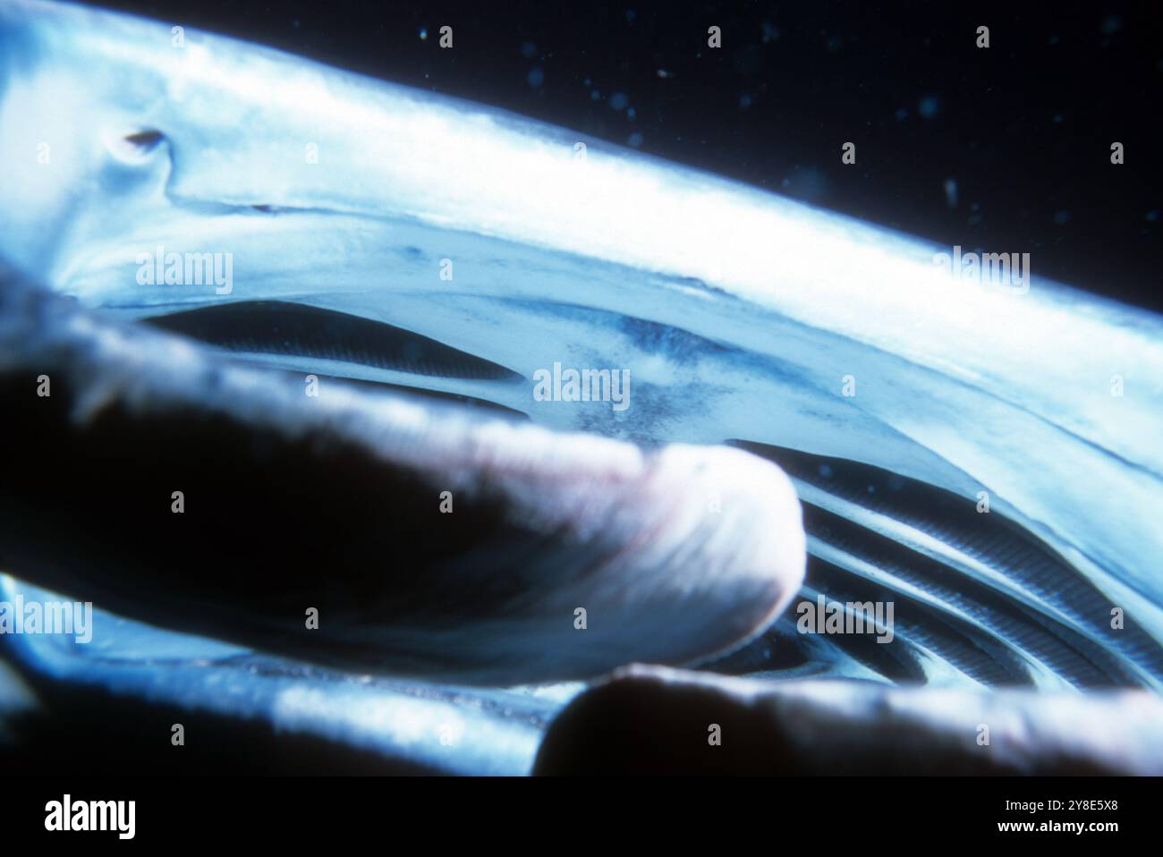 manta ray,feeding,night dive,mouth,ray,blue,macro,diving,photography ...