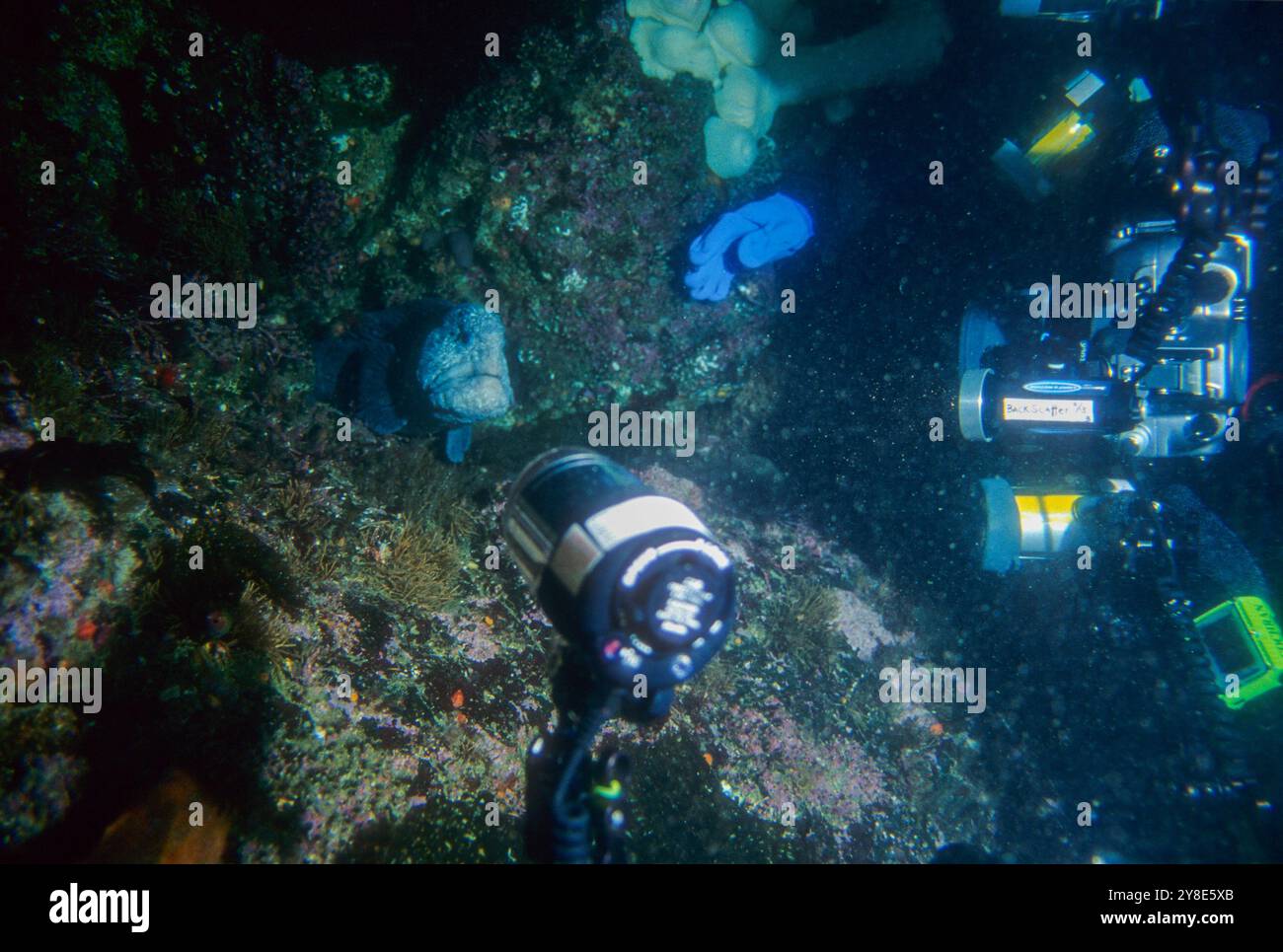 Underwater Scuba Diving Photography in the Ocean as we look at a Wolf ...