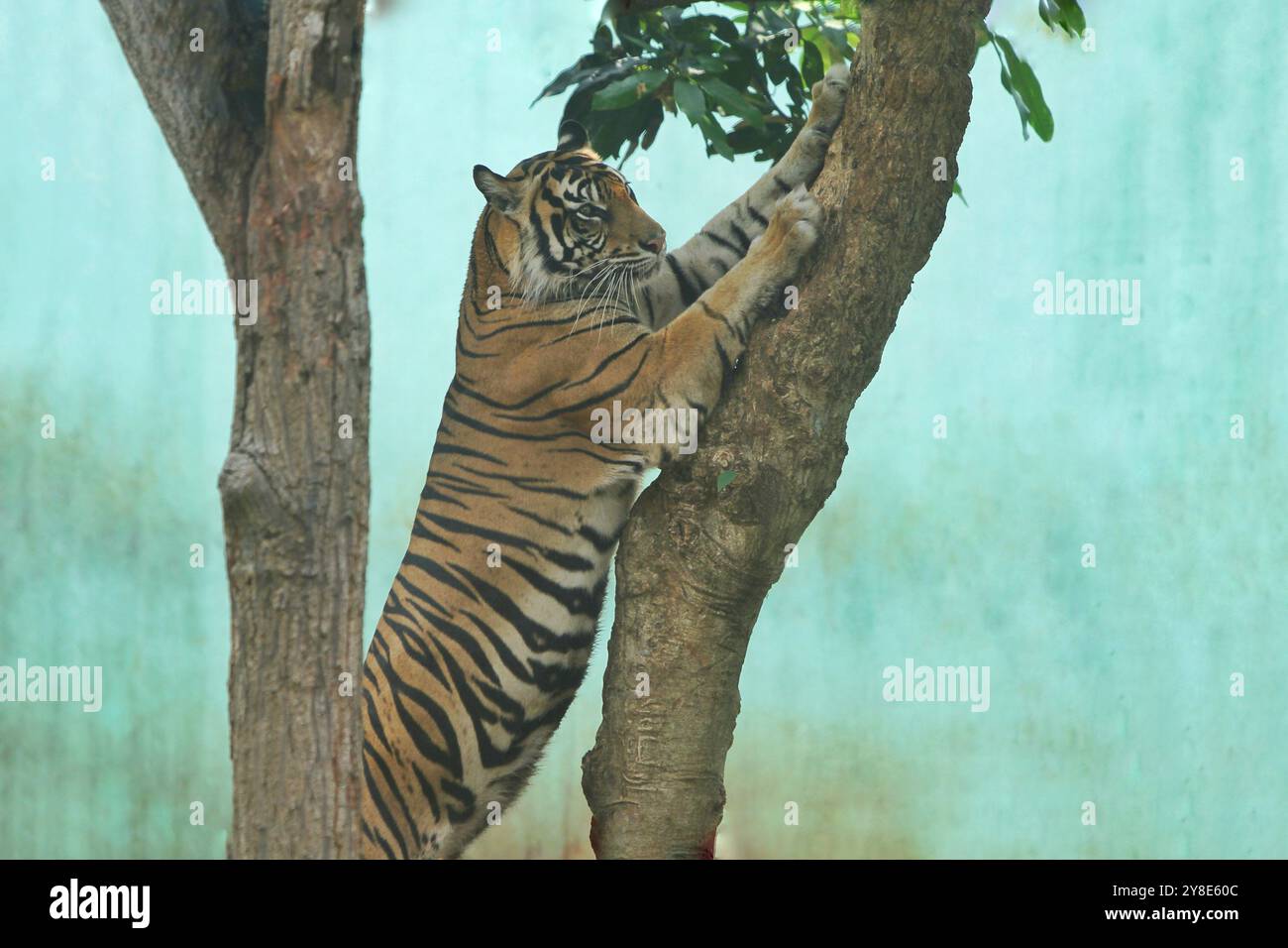 a Sumatran tiger scratching a tree during the day Stock Photo - Alamy