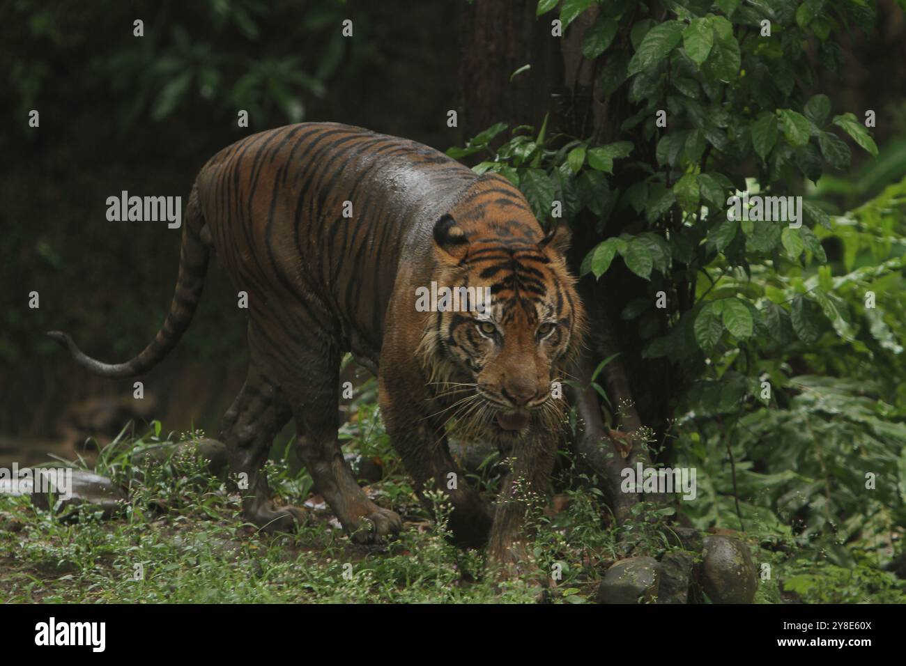 A Sumatran tiger walks around in the bushes after wallowing Stock Photo ...