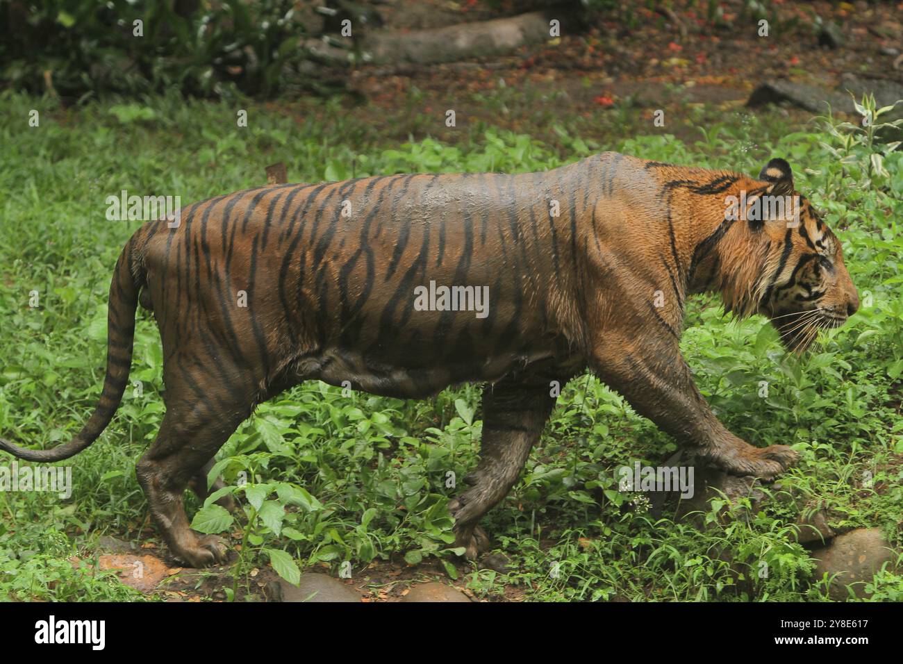 A Sumatran tiger walks around in the bushes after wallowing Stock Photo ...