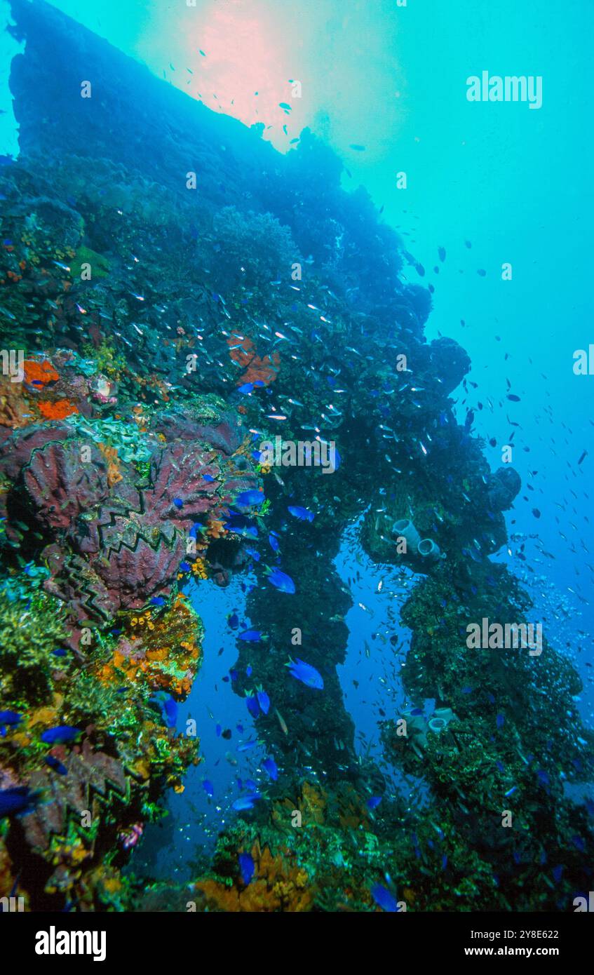 Underwater Scuba Diving Photography in the Ocean as we look at Stock ...