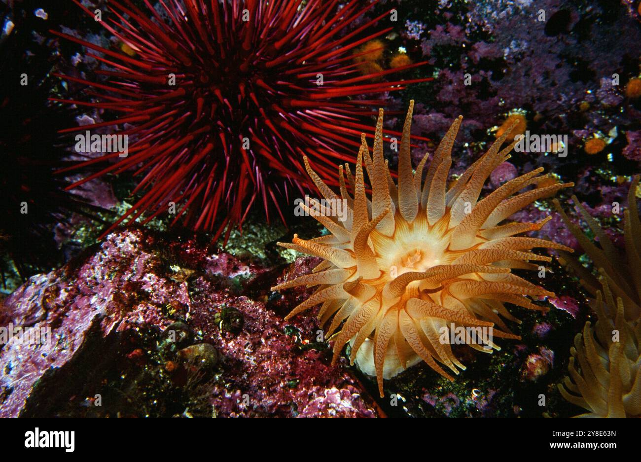 Underwater Scuba Diving Photography in the Ocean as we look at Sea ...