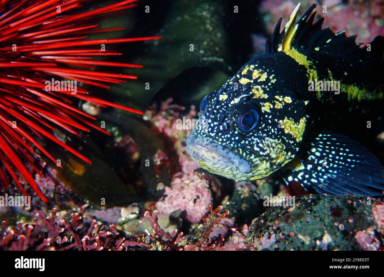 Underwater Scuba Diving Photography in the Ocean as we look at an Blue ...