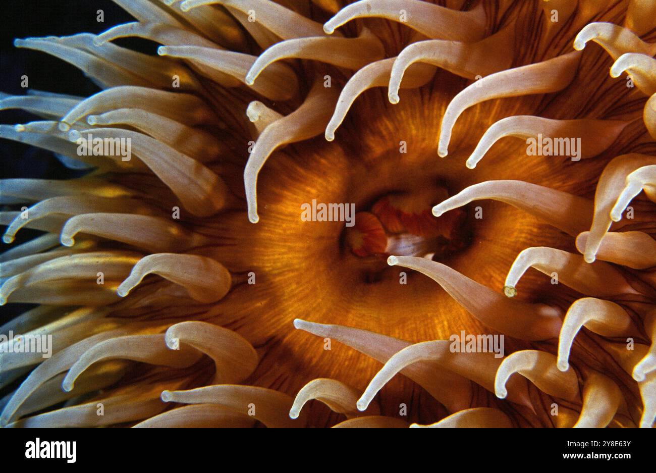 Underwater Scuba Diving Photography in the Ocean as we look at Sea ...